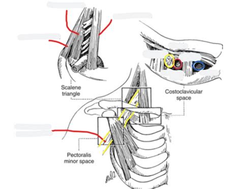 Anat1452 Thoracic Inlet Quiz