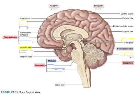 Sagittal View Diagram Quizlet