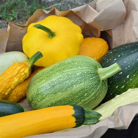 Squash Types List