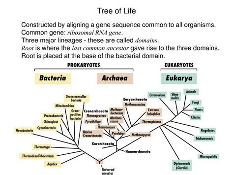 PPT Lecture Prokaryotes Eukaryotes And The Tree Of Life RRNA Constructing Trees
