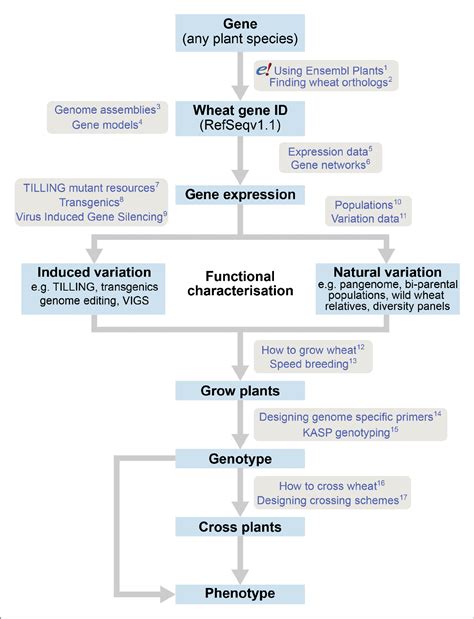 Figure 2 From A Roadmap For Gene Functional Characterisation In Crops With Large Genomes