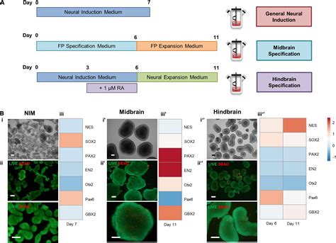 Frontiers A Dynamic 3d Aggregate Based System For The Successful Expansion And Neural