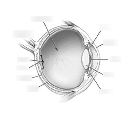 Visual Systems Diagram Quizlet