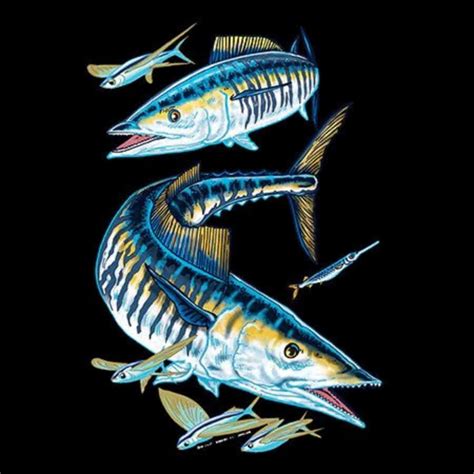 Wahoo Wallpapers Wallpapersok