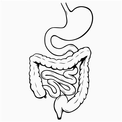Internal Digestive System Premium Vector