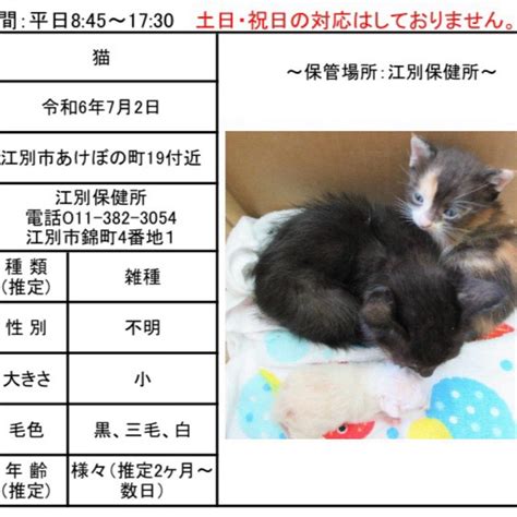 子猫3匹保護されました！ Happy Life Yukieのブログ