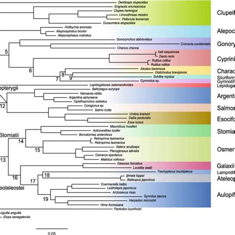 Phylogenetic Reconstruction Based On Concatenated Dna Sequence