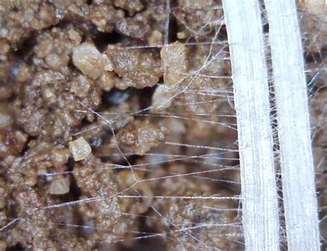 Soil Biological Fertility Soil Quality Knowledge Base