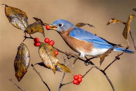 Trees Shrubs To Grow To Attract Birds To Your Yard Nature Roamer