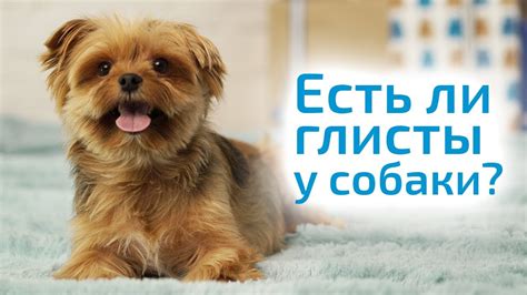 ГЛИСТЫ У СОБАКИ симптомы и лечение в домашних условиях Как не заразиться глистами от собаки