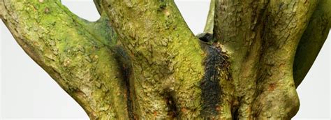 Tree 1 Flippednormals