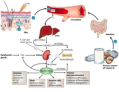 The Daily Detox Are Your Vitamin D Levels Optimal