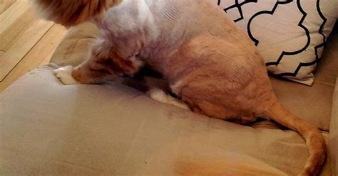 This Guy Exists Imgur