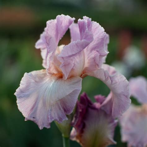 Iris Candy Coating Floret Library