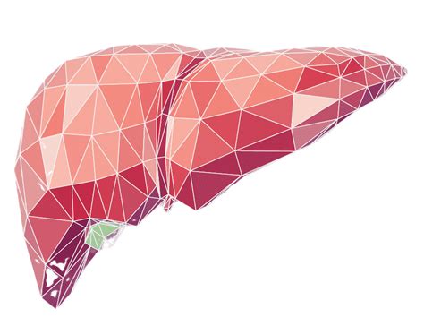 Курс практикум ПЕЧЕНЬ фундамент здоровья