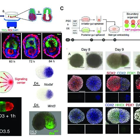 Guided Morphogenesis By Initial Cellular Assembly A Schematic