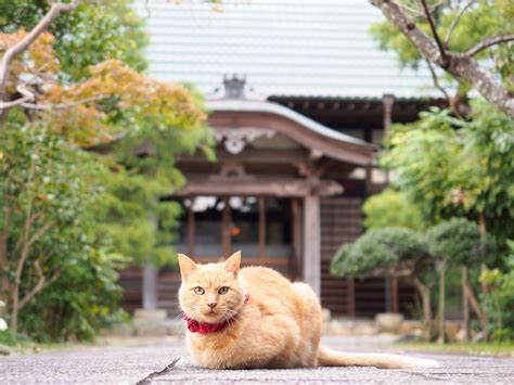 寺猫 麻生さくや かしゃっと