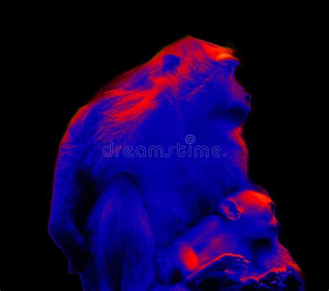 Monkey With A Cub Stock Image Image Of Investigation 219545183