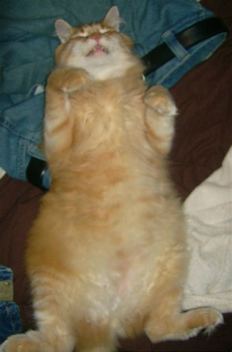 Passed Out Kitty By Ljskitten On Deviantart