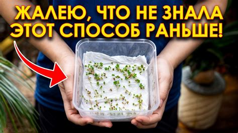 Любые семена взойдут за день! Стимуляторы роста для семян! - YouTube