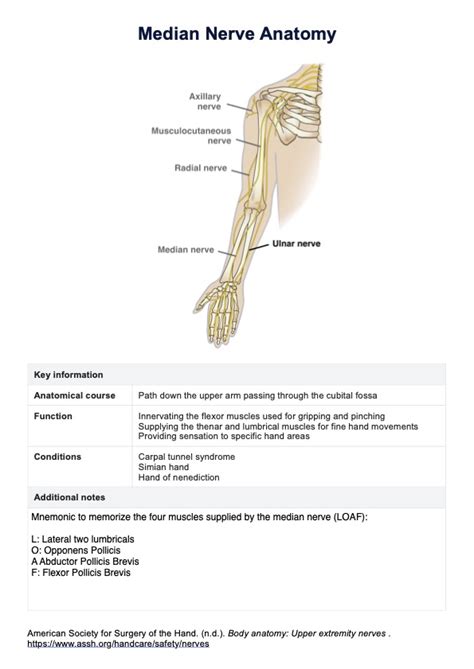 Median Nerve Anatomy Diagram And Example Free Pdf Download