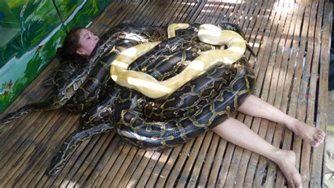 Kingsnake Blog Kingsnake Com Blog Would You Like A Full Body Python Massage