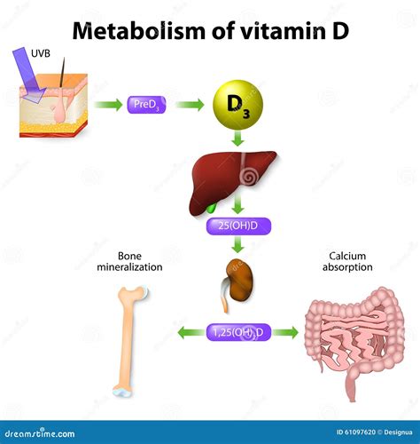 Vitamin D For Metabolism At Dorothy Rose Blog
