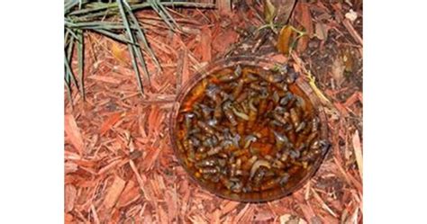 Поканете ги на бира Български Фермер