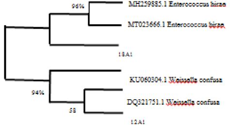 Phylogenetic Tree Of Enterococcus Hirae Mh259885 1 And Weisella Confusa Download Scientific