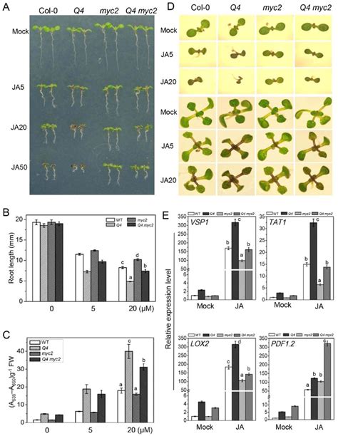 Myc2 Suppressed Root Growth And Anthocyanin Accumulation In The