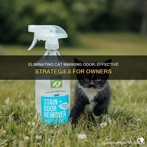 Eliminating Cat Marking Odor Effective Strategies For Owners Petshun