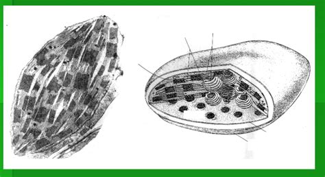 Diagram Of Chloroplast Electron Micrograph Quizlet