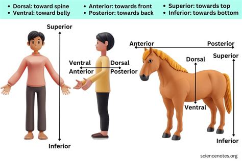 Get The Definitions And Examples Of Anatomical Terms Of Location Like Anterior And Posterior