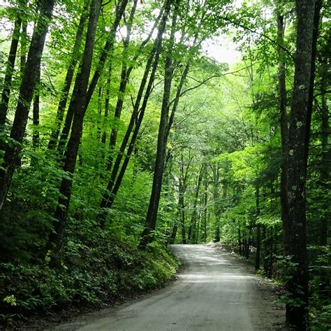 Call Of The Dappled Path — Leaf And Twig Echoes In The Mist