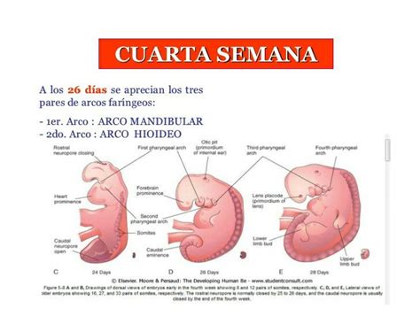 La Embriogenesis De La Glándula Tiroides Se Origina En La Cuarta Semana