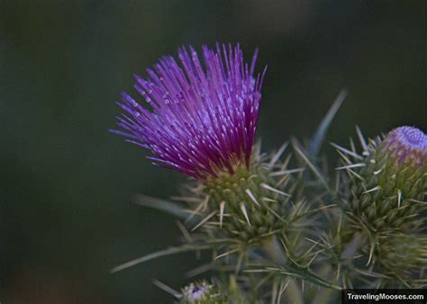 Hiking Fletcher Canyon Trail Mt Charleston Nevada A Locals Guide