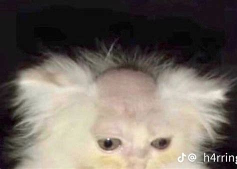 Half Shaved Cat Losing Life Rn💀 Half Bald Cat Cat With Shaved Head
