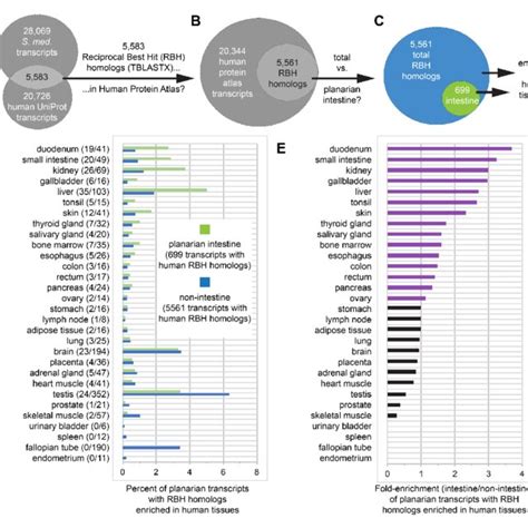 Schematic Of Intestinal Cell Types And Putative Functions A