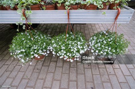 화분에 꽃 식물입니다 현대 온실에서 꽃입니다 꽃을 재배하기위한 온실 화초 재배 산업 생태 농장 가족 사업 0명에 대한 스톡 사진 및 기타 이미지 Istock