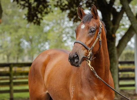 The Two Year Old Filly By Dundeel Out Of Vivi Veloce Fortuna