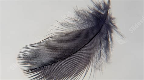 Feather Texture Beautiful Feather Creative Poster Colorful Powerpoint Background For Free