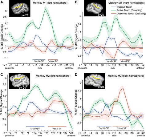 Functional Mri Responses To Passive Active And Observed Touch Along Download Scientific
