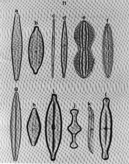 A Guide To Diatoms As Indicators Of Urban Stream Health