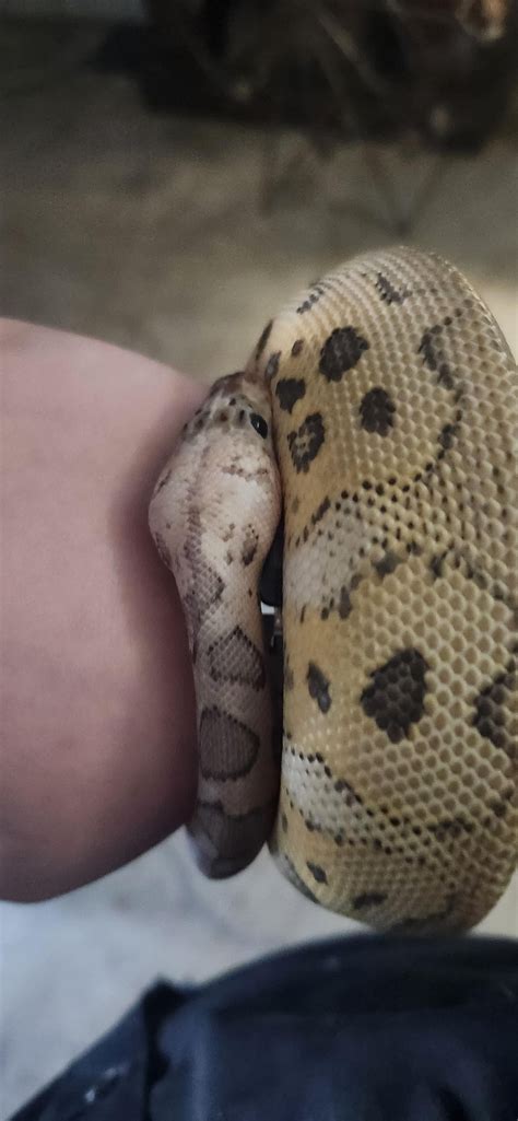 My New Casio Python Rcasio