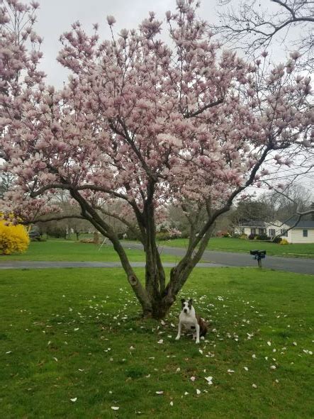 Arikaminski Ari Kaminski · Github