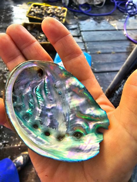 바다에서 일하다 말고 찍은 전복 껍데기 영롱