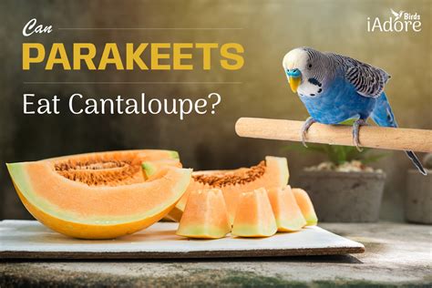 Can Parakeets Eat Cantaloupe 8 Benefits Full Guide Iadorebirds