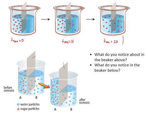 Unlock The Mystery Virtual Osmosis And Diffusion Lab Activity Answers