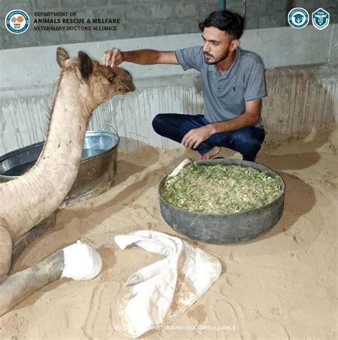 Muhammad Atif Naseem On Linkedin Veterinarydoctorsalliancepakistan Vda