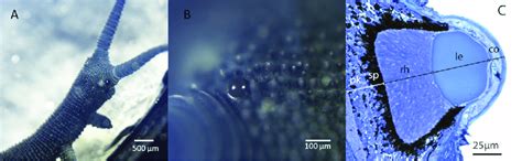 Eye Anatomy Of Velvet Worms The Eyes Of Euperipatoides Rowelli Are